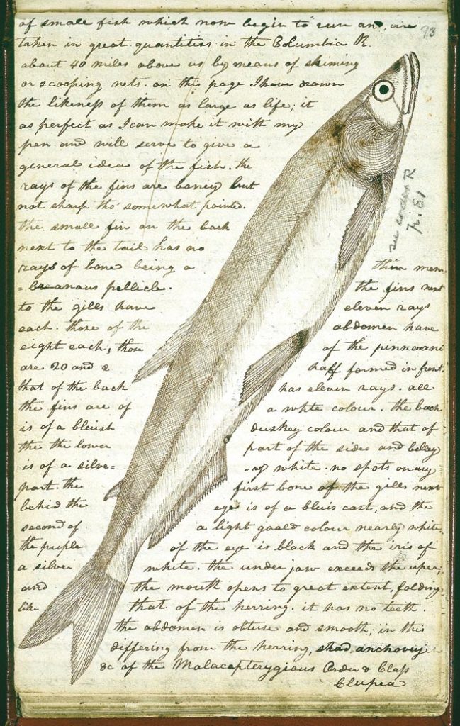 old handwriting Archives - The Antique Penman